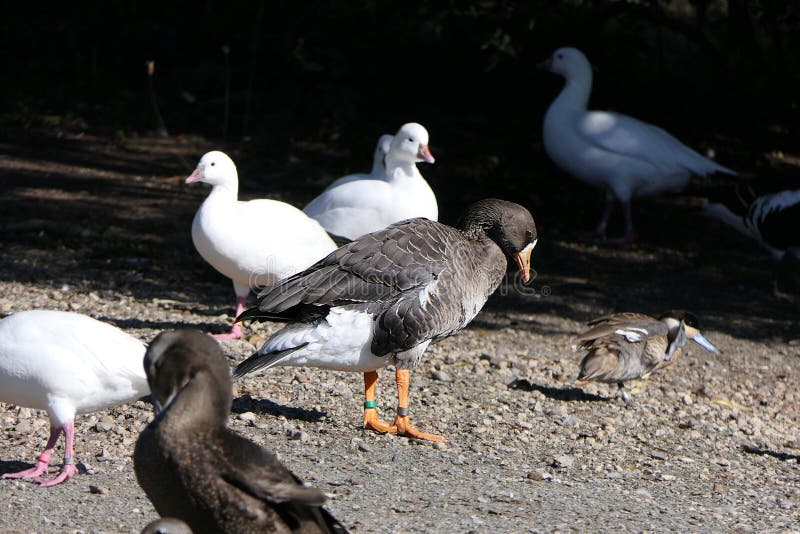 Goose and Other Wildfowl Wetland in UK Stock Photo - Image of fish ...