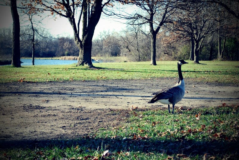 Goose at the park stock image. Image of duck, goose, walking - 12319569