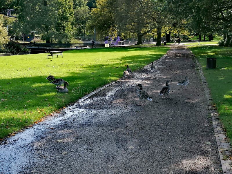 Goose in the park stock photo. Image of goose, park - 160141742