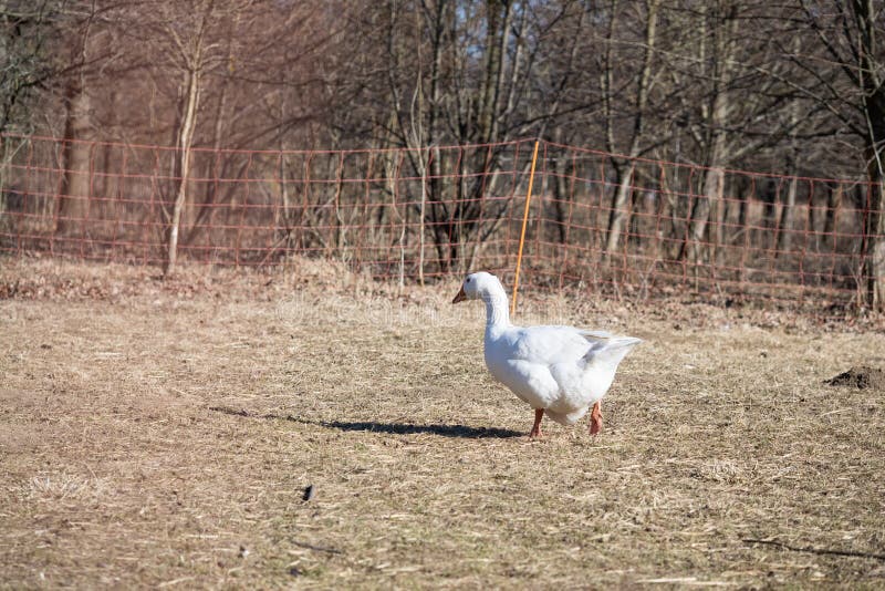 Goose in Pasture and Enjoying Sunny Day Stock Image - Image of grass ...