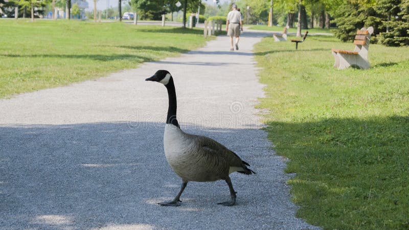 Goose on a Path stock photo. Image of goose, small, wings - 47466406