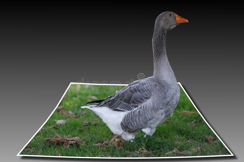 Goose pilgrim stock image. Image of food, beauty, meat - 98256495