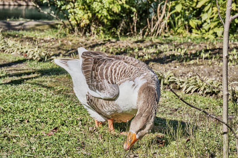 Goose Pinching Grass on Meadow Stock Image - Image of pinching, poultry ...