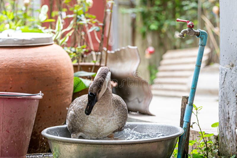 Goose playing in the water stock image. Image of beautiful - 214266527