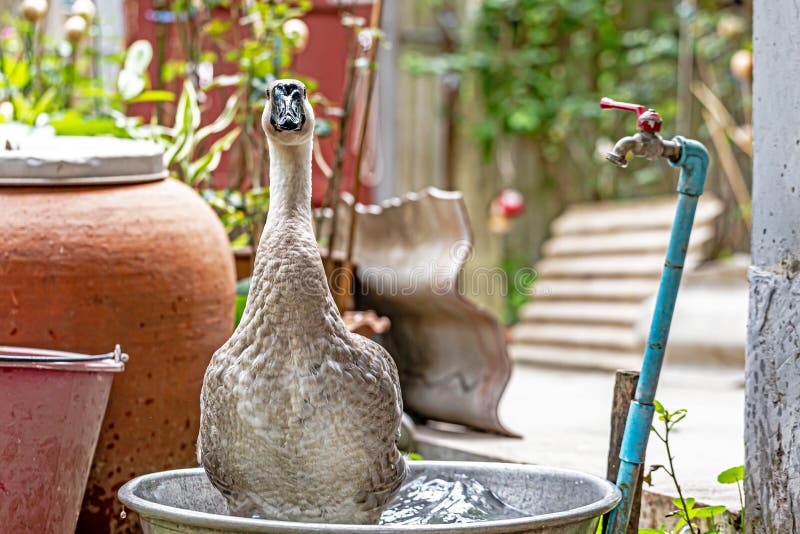 Goose playing in the water stock photo. Image of mallards - 214266530