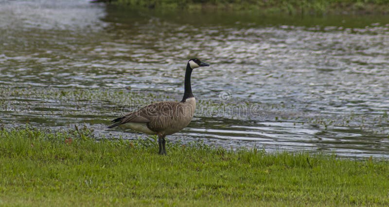 Goose at the Pond after a Swim. Stock Photo - Image of canada ...