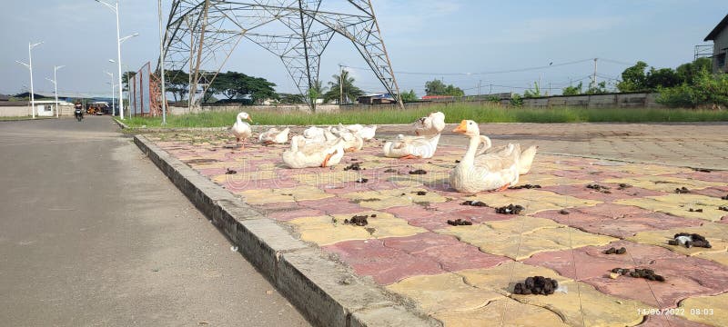 Goose Poop Morning Sidewalk Gross Stock Photo - Image of gross, poop ...