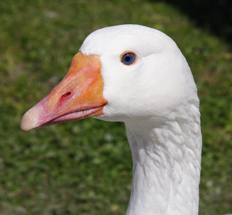Goose Portrait stock photo. Image of portrait, nature - 1563736