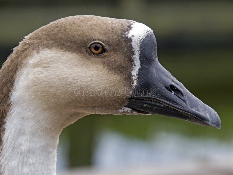 Goose Picture. Image: 36635839