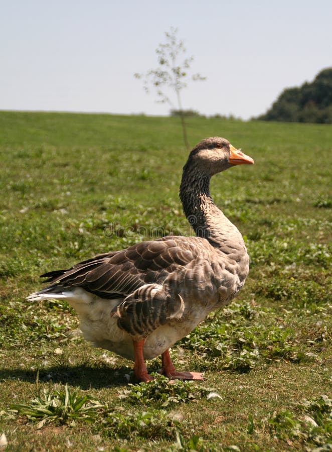 Goose portrait stock image. Image of poultry, goose, isolated - 8144565