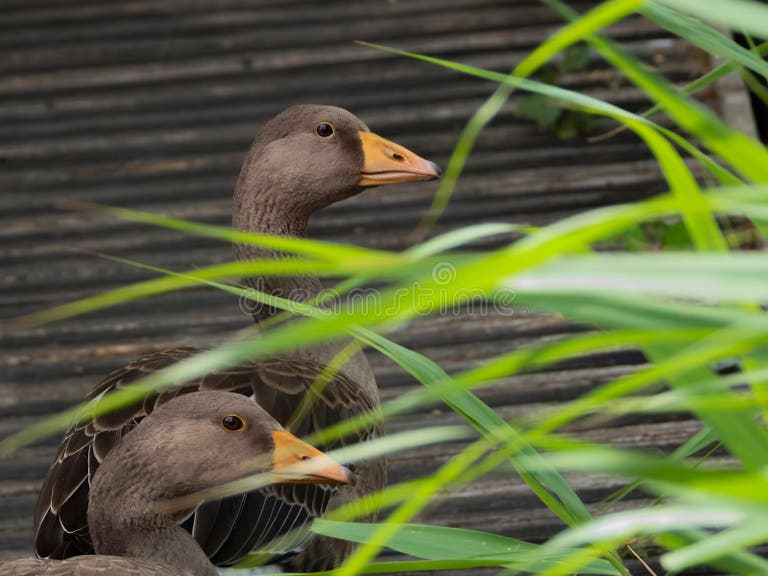 Two Goose Close Up Portrait Stock Image - Image of nature, neck: 389475905