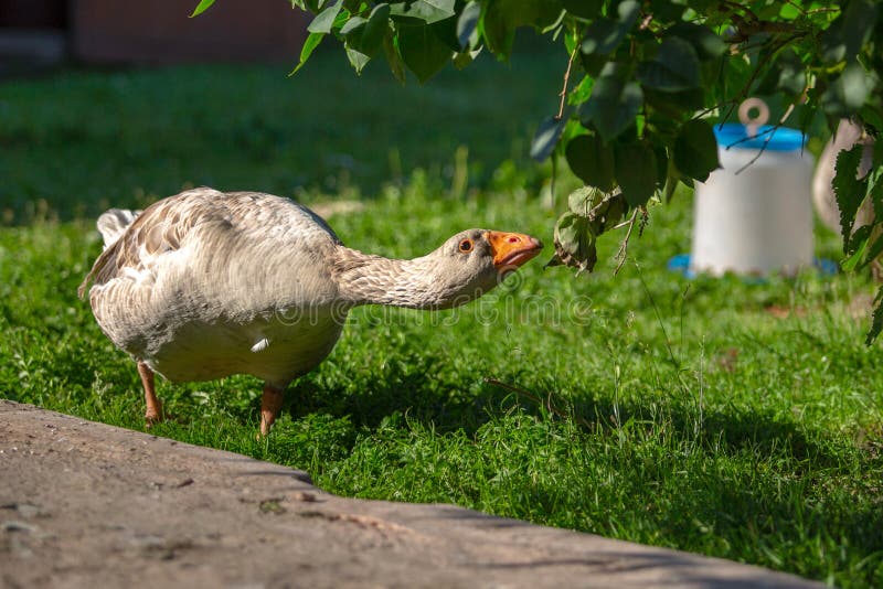 Goose. Poultry Farm. Photo of a Bird Outdoors Stock Photo - Image of ...