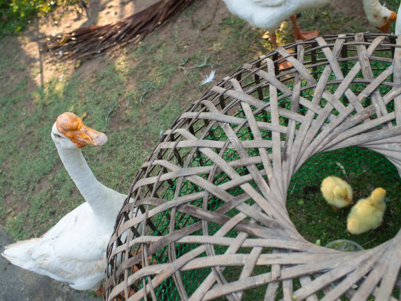 Goose Protect Gosling Near Kiosks Stock Photos - Free & Royalty-Free ...