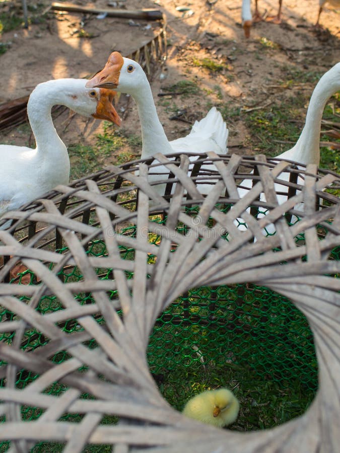 Goose Protect Gosling Near Kiosks Stock Photos - Free & Royalty-Free ...