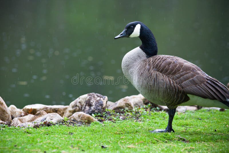 Goose in rain stock photo. Image of beak, wings, feather - 13344252