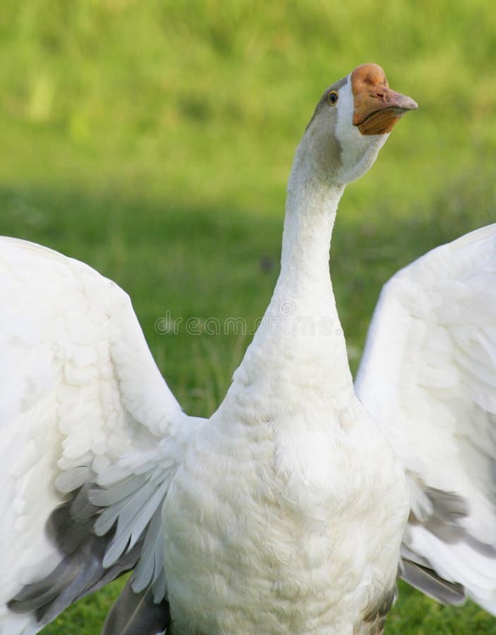 Goose ready to fight stock image. Image of fight, animal - 4095933