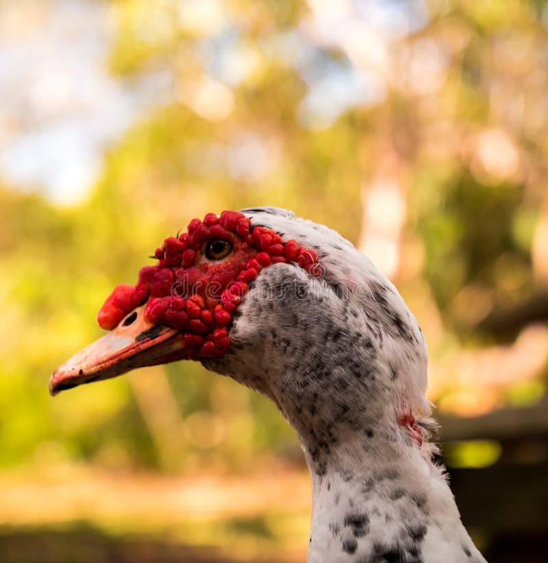 2,734 Goose Face Stock Photos - Free & Royalty-Free Stock Photos from ...