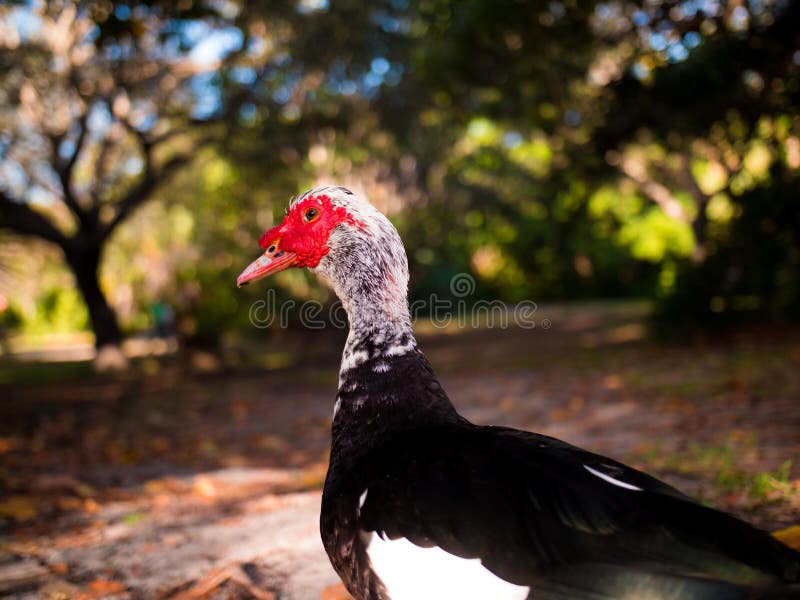 Goose with Red Marks on the Face Stock Photo - Image of markings, fowl ...