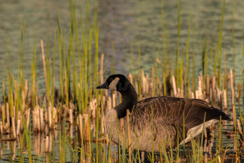 Goose in the reeds stock image. Image of water, reed - 83563001