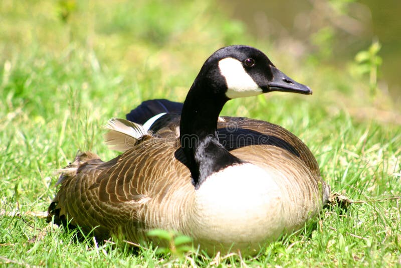 Goose Resting Picture. Image: 950105