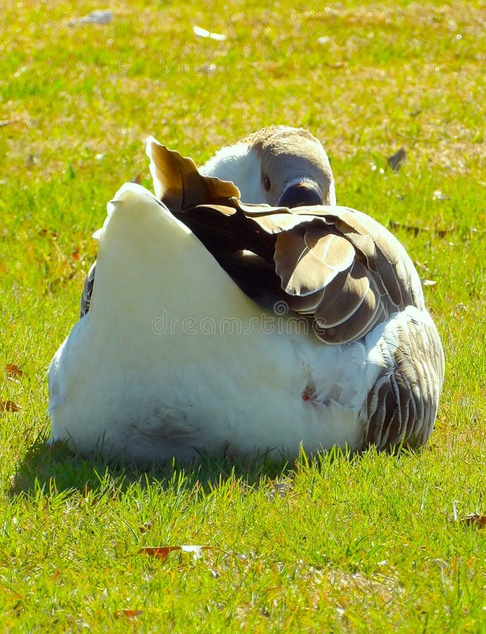 A Goose Resting in the Park Stock Image - Image of mallard, park: 310006869