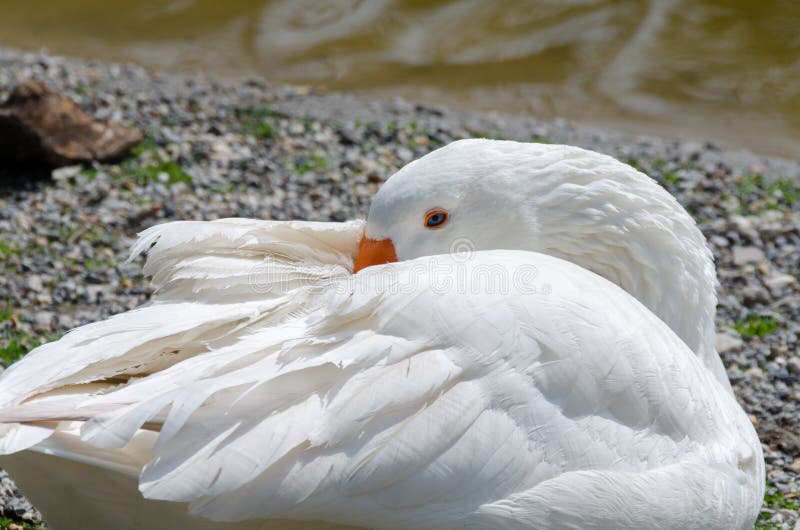 Goose resting stock photo. Image of pond, feathers, water - 40013804
