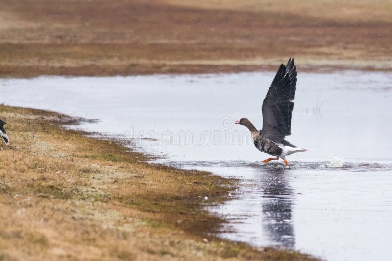 Goose running stock photo. Image of chasing, stretched - 69859600