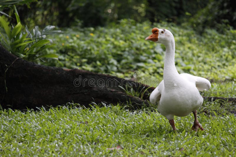 Goose Running on the Green Grass Stock Image - Image of beak, close ...