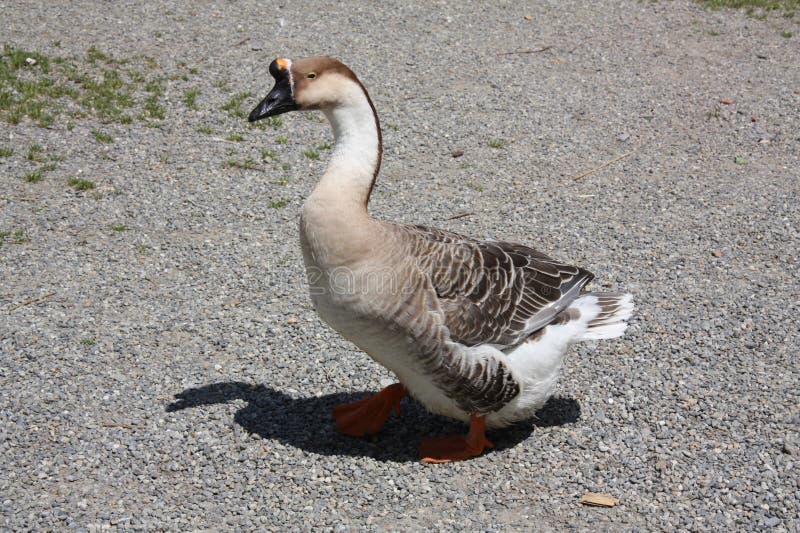 801 Goose Running Stock Photos - Free & Royalty-Free Stock Photos from ...