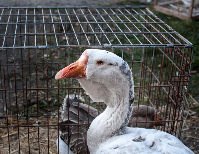 Goose Locked Up in a Cage in the Park Stock Image - Image of close ...