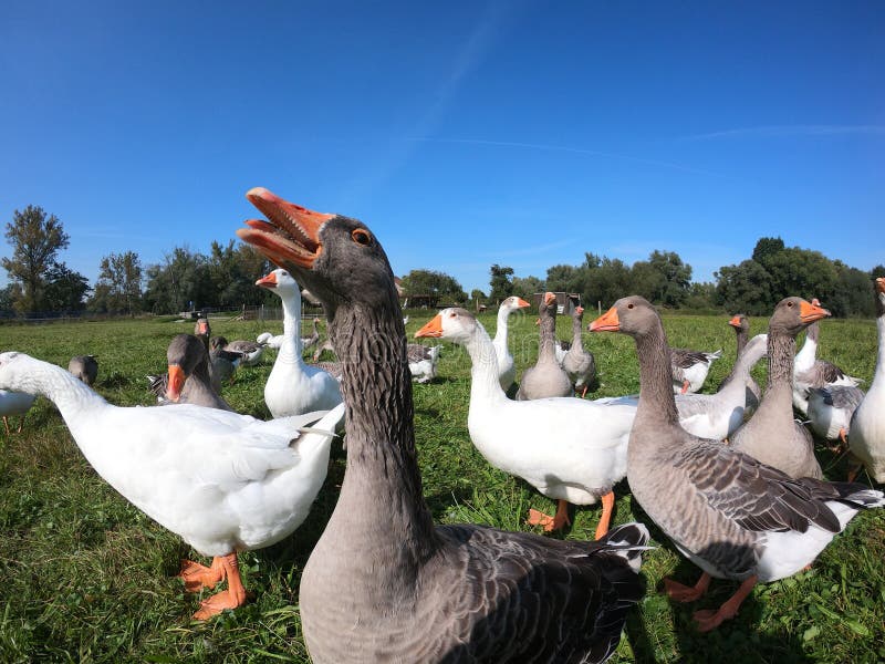 Goose Screaming on the Meadow in Autumn Stock Photo - Image of greylag ...