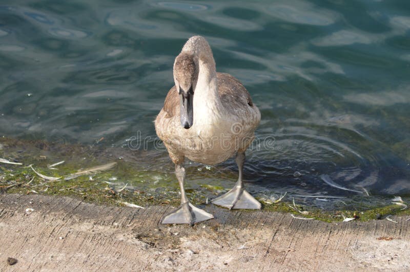 Goose on Shore stock photo. Image of leaving, beak, wings - 75899240