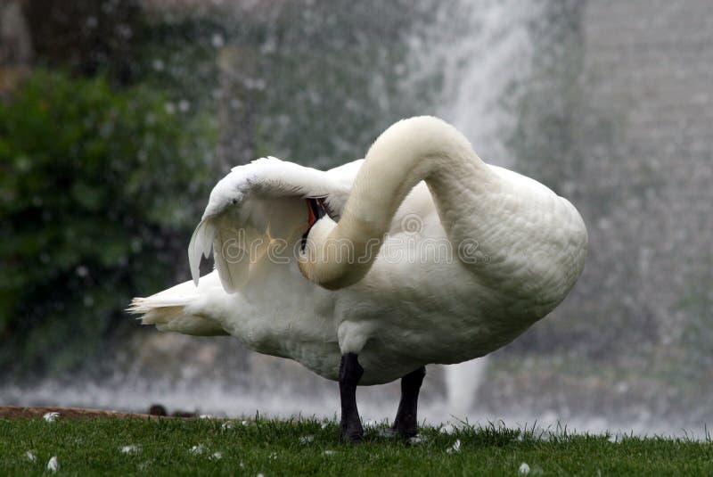 Goose Showing the Flexibility of Its Neck Stock Image - Image of white ...