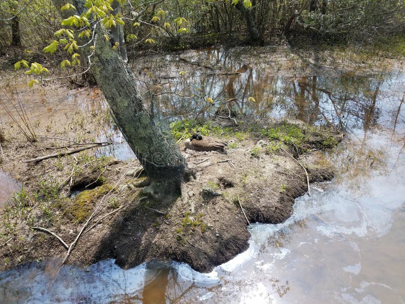 Goose Sitting on Nest with Water and Tree in Swamp Environment Stock ...