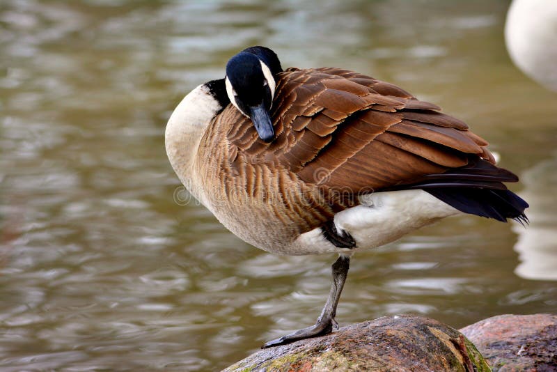 Goose sleeping stock image. Image of animal, fowls, aqueous - 38578501