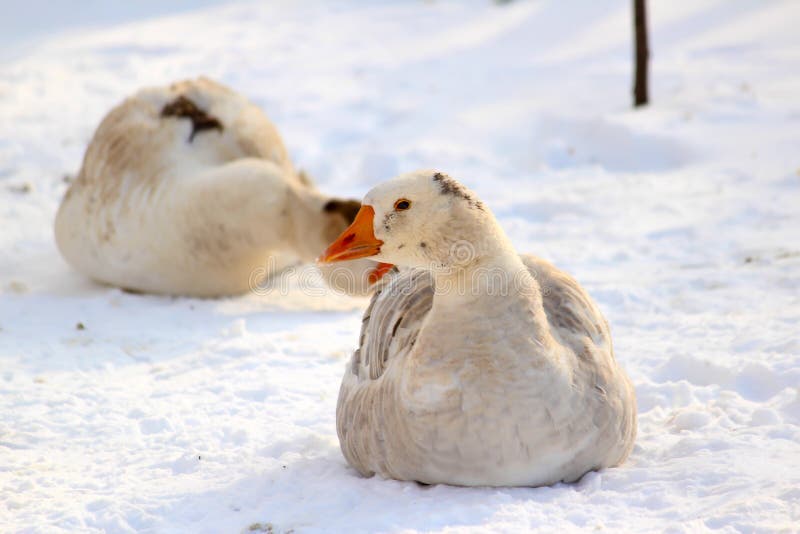 Goose stock image. Image of domestic, waterbird, geese - 48424149
