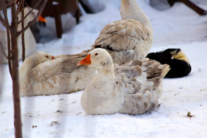 Goose stock photo. Image of geese, bird, nature, wild - 48424154