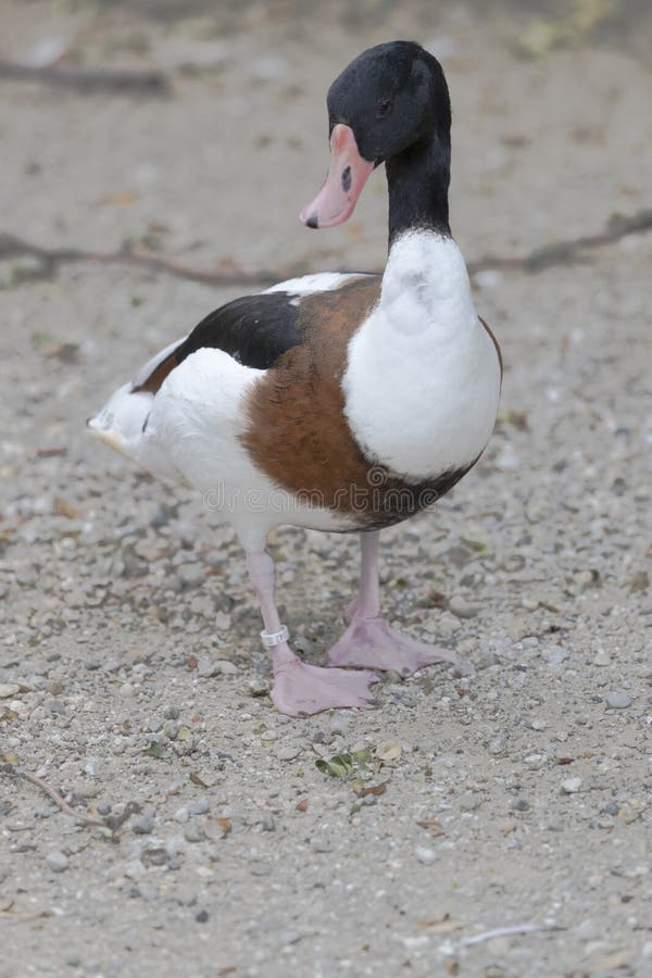 Goose stock photo. Image of ornithology, walks, nature - 76500796