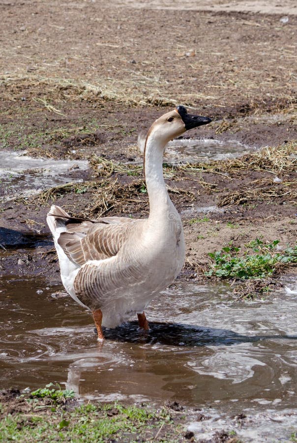 Goose splashing in the mud stock image. Image of farm - 73787927
