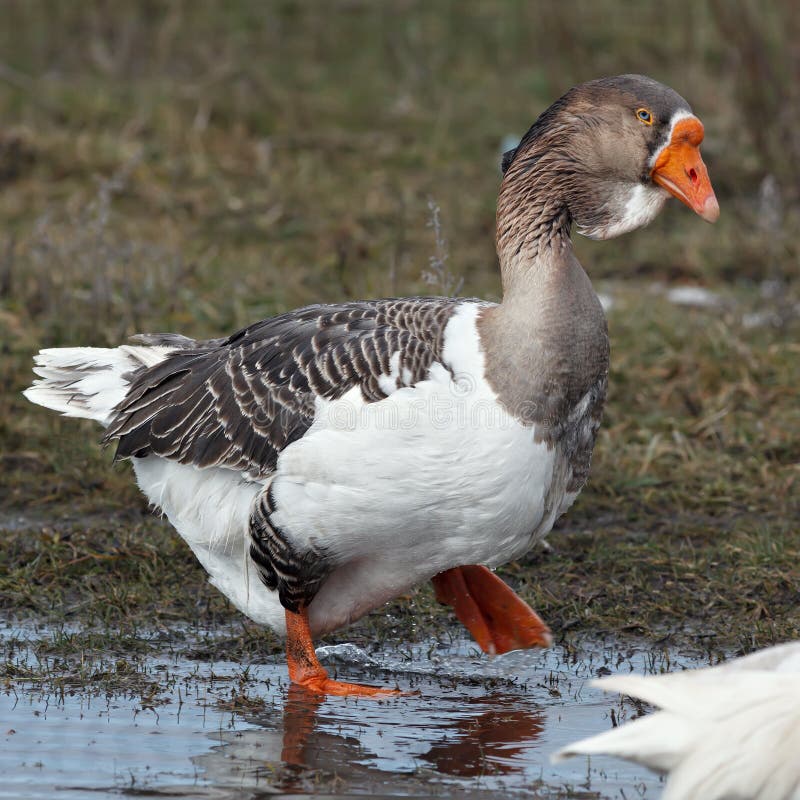 Goose spring feeding lake. stock photo. Image of food - 38897874