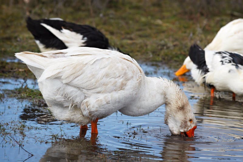 Goose spring feeding lake. stock photo. Image of blue - 38898008