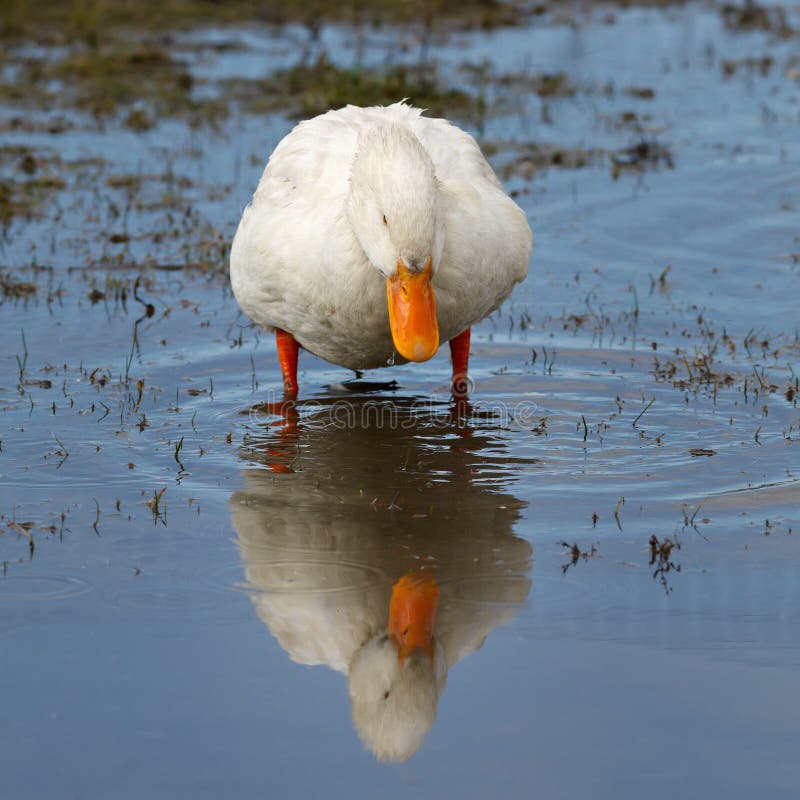 Goose spring feeding lake. stock photo. Image of nature - 38898220