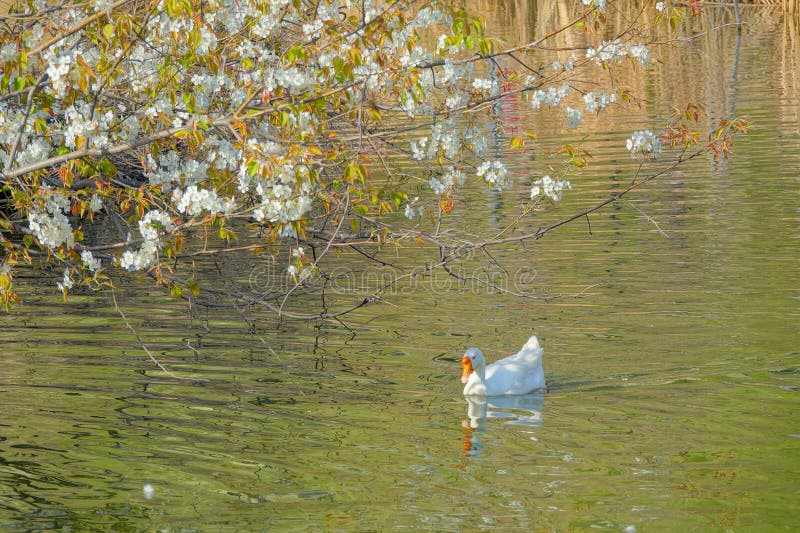 Goose in spring stock image. Image of water, scenery - 274522687