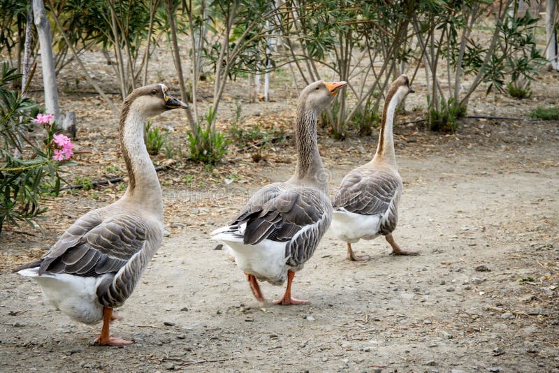 Goose squad stock photo. Image of road, respectable, geese - 44917456