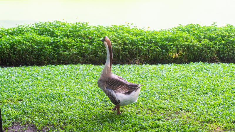 A Goose Stand on the Grass Ground. Stock Image - Image of walk, mammal ...