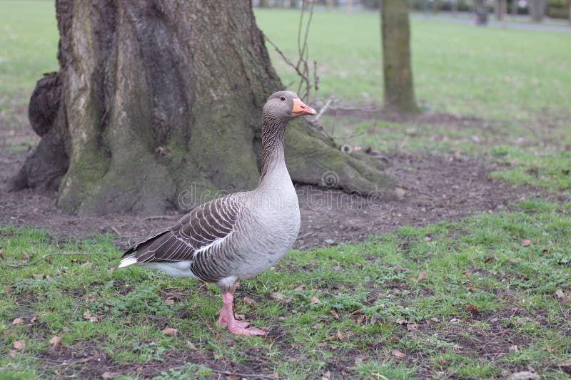 Goose Standing in a Grassy Field Near a Tall Bare Tree Stock Image ...