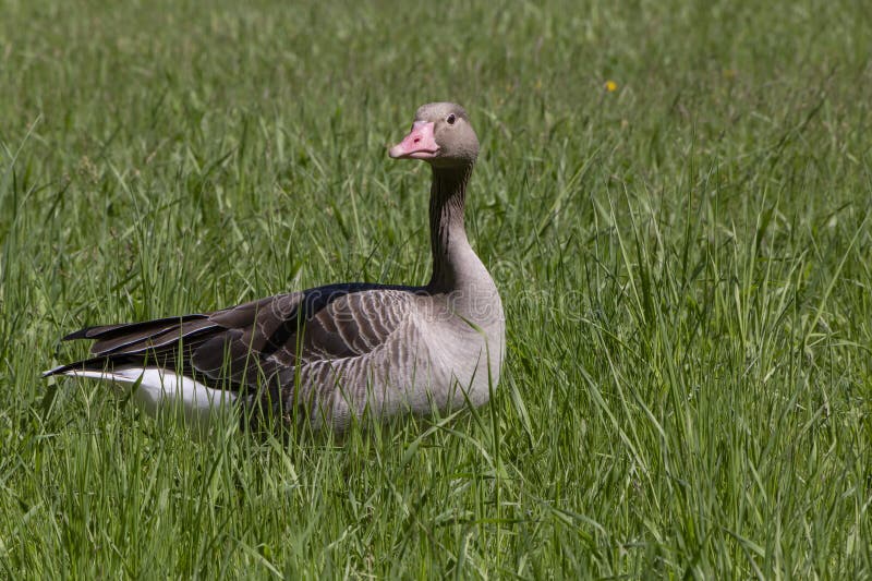 Goose Standing in Green Grass at Summer Stock Image - Image of wild ...