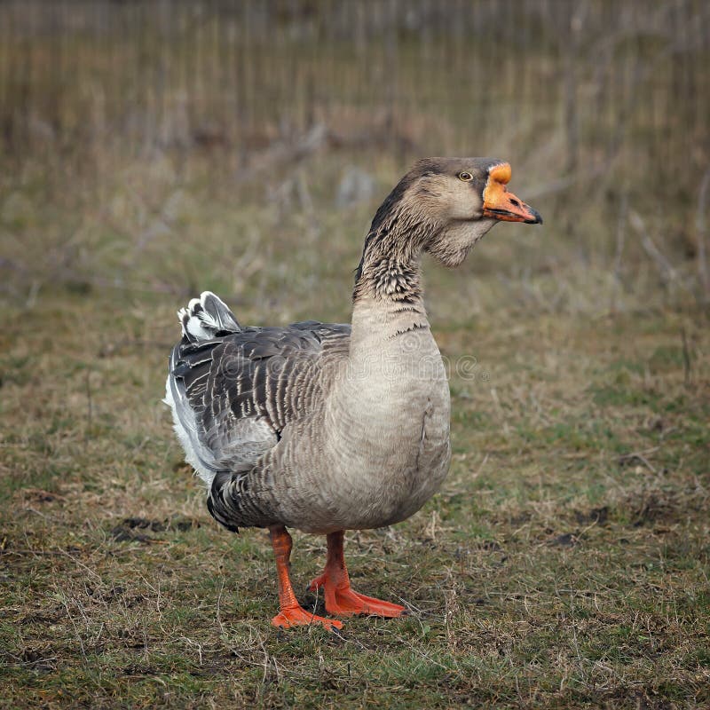 Goose Standing on Spring Pasture. Stock Photo - Image of water, duck ...