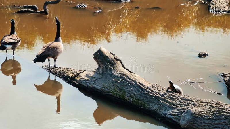 Goose Standing, Sunbathing on Lying Tree Trunk Over Reflective Marsh ...