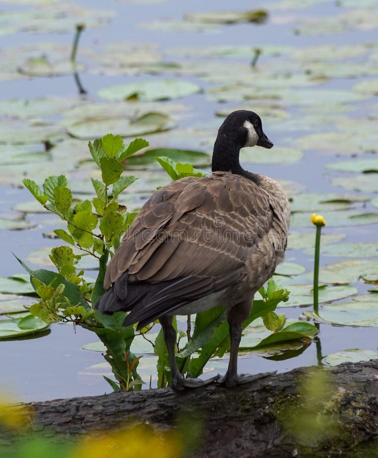 A Goose Standing on Tree Trunk Next To River Stock Photo - Image of ...